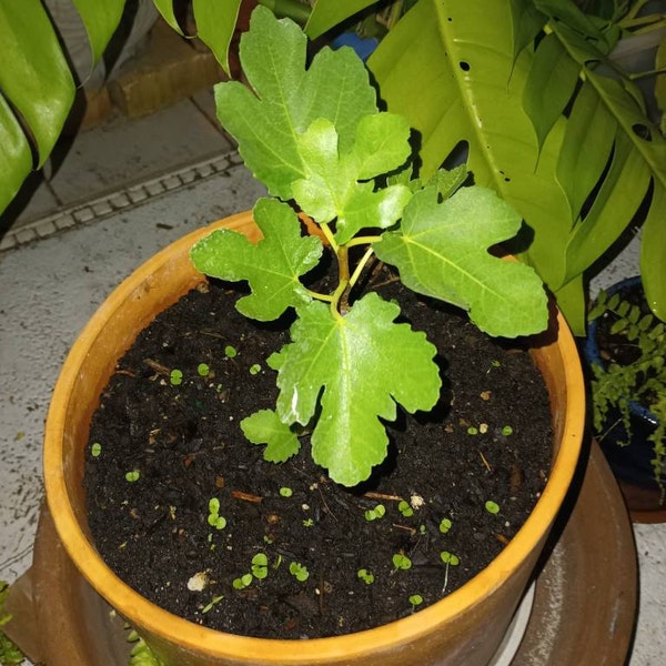 Leucaena Leucocephala, Miracle Tree, River Tamarind Tree, Guaje Seeds ...