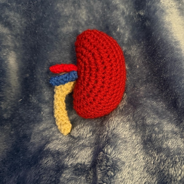 Kidneys Crochet Pattern, Kidney Crochet Pattern, Kidney Amigurumi ...