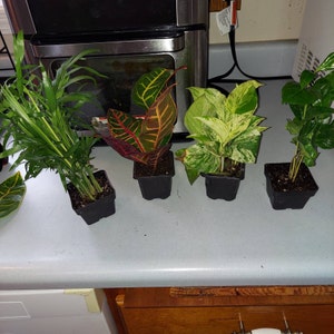 Live Plant Polka Dot Plant With 5 Ceramic Planter Pot - Etsy