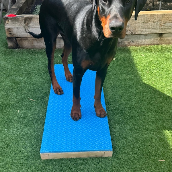 Dog Training Pivot Box and Place Board 2 Piece Bundle for Dog Agility ...