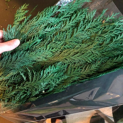 Preserved Cedar Foliage Cedar Greenery Winter Greenery Evergreen ...