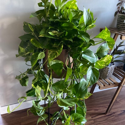 XXL 2 Ft Long Trails golden Pothos in 6 Inch Growers Pot Epipremnum ...