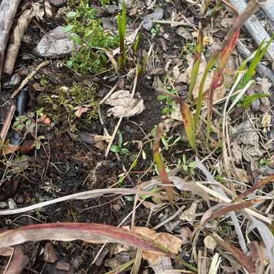 Viburnum Edule, Aka Squashberry, Mooseberry, Highbush Cranberry Four ...