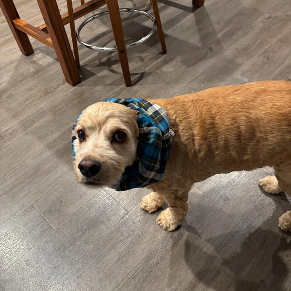 Cacao Breathable Muslin Dog Snood | Cocker Spaniel Cotton Summer Snood ...