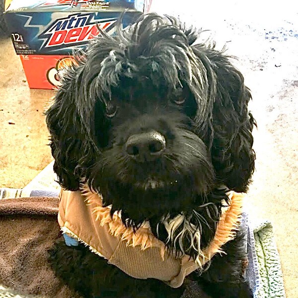 Single Yarn Pup Wristlet Cute & Cuddly Yarn Portable Holder for ...