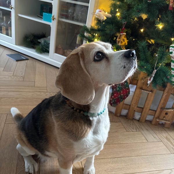 Lithotherapy and Anti-ticks Collar for Dog, Anti-anxiety and ...