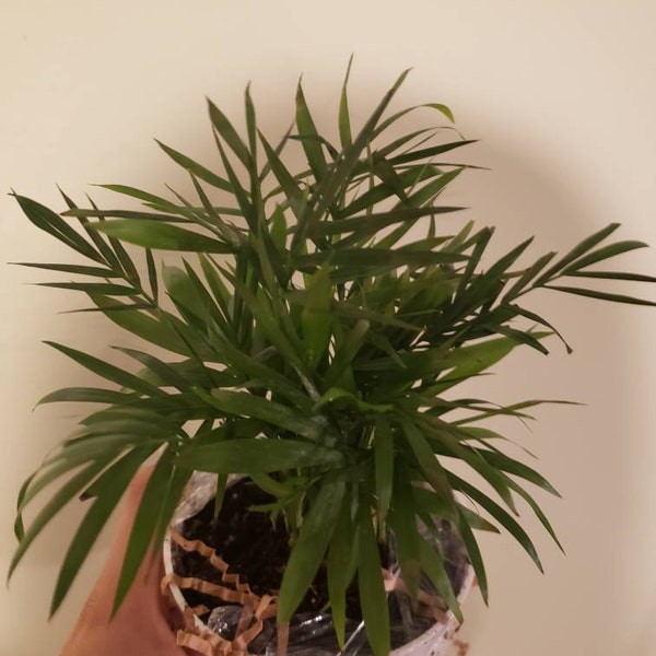 Victorian Parlor Palm (neanthe Bella Palm) - 4'' From California ...