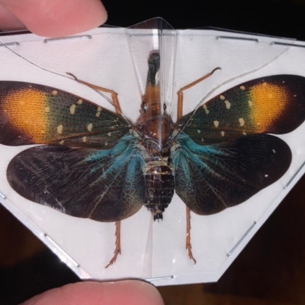 OVERSTOCK: Real Blue Lanternfly, Pyrops Gunjii - Etsy
