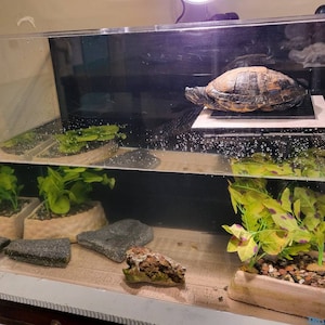 Premium Hanging side Saddle Aquarium Safe Turtle - Etsy Canada