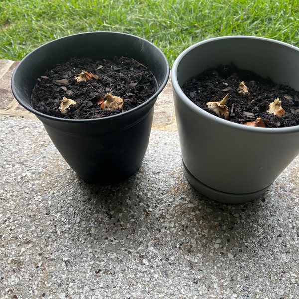 1 Gallon Pee Gee Hydrangea Bare Root Tree Hydrangeas/live Plants ...