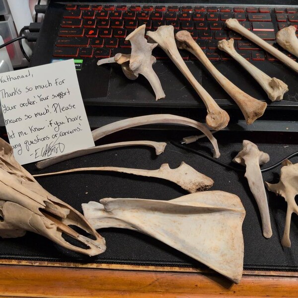 Small Bone Mystery Box - Etsy