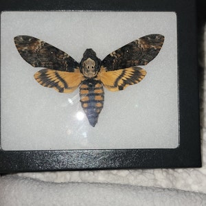 Crenis Pechueli One Real Butterfly Orange Blue Africa | Etsy