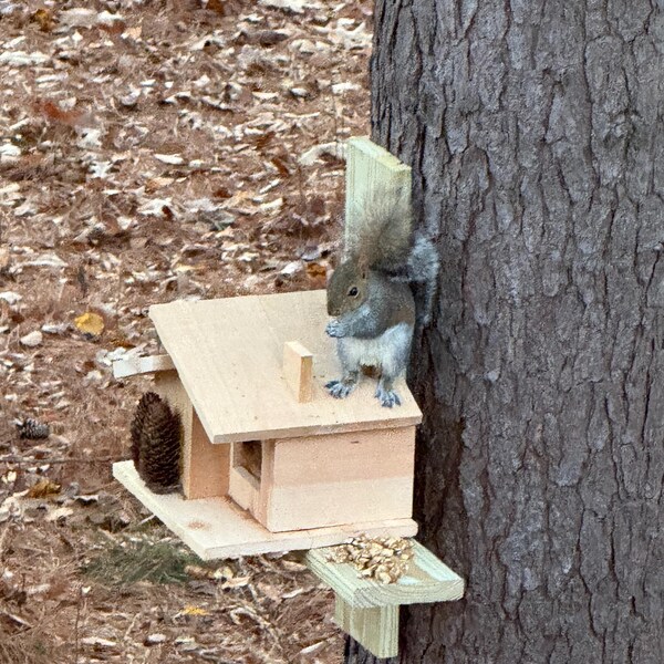Squirrel House/nesting Box - Etsy