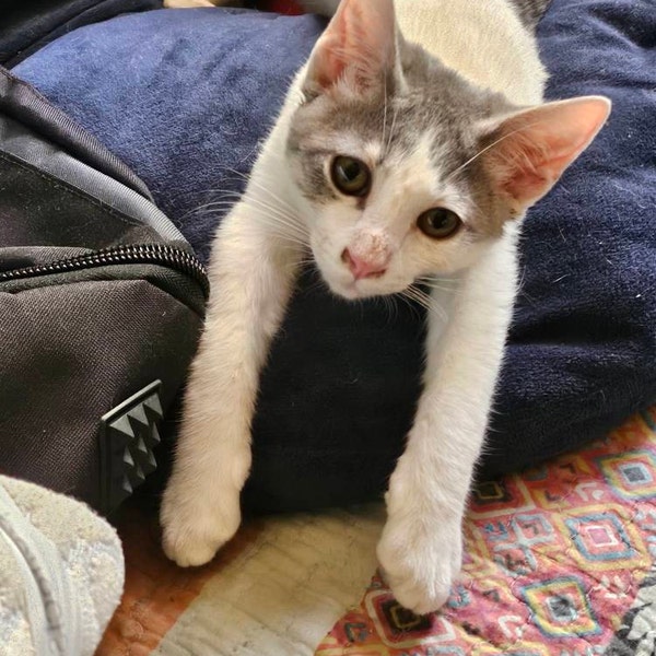 Keith Richards Style Fedora Hat. Keef Rolling Stones Fashion Accessory ...