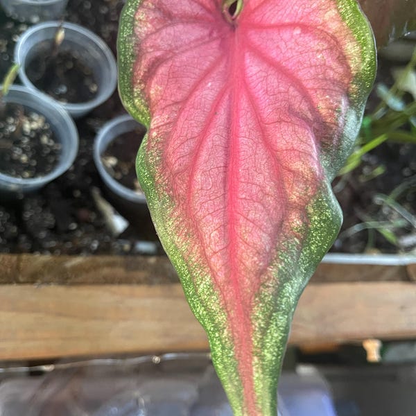Caladium 'flatter Me' Size 2 2 Bulbs New Crop 2024 - Etsy