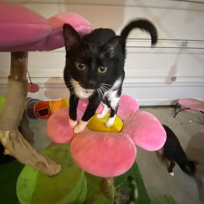 Mix & Match Flower Cat Bed, Cat Furniture, Cat Gift, Cat Climbing, Cat ...