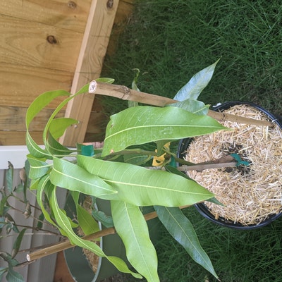 Haden Mango Tree Grafted 3 Gallon - Etsy
