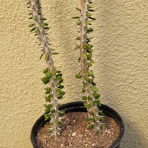 False Ocotillo 2 Plants, Fully Rooted, Procera, Drought Resistant ...