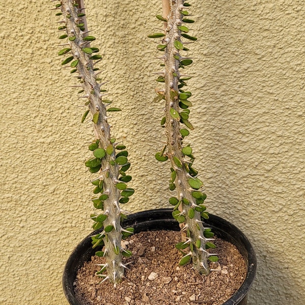 False Ocotillo 2 Plants, Fully Rooted, Procera, Drought Resistant ...