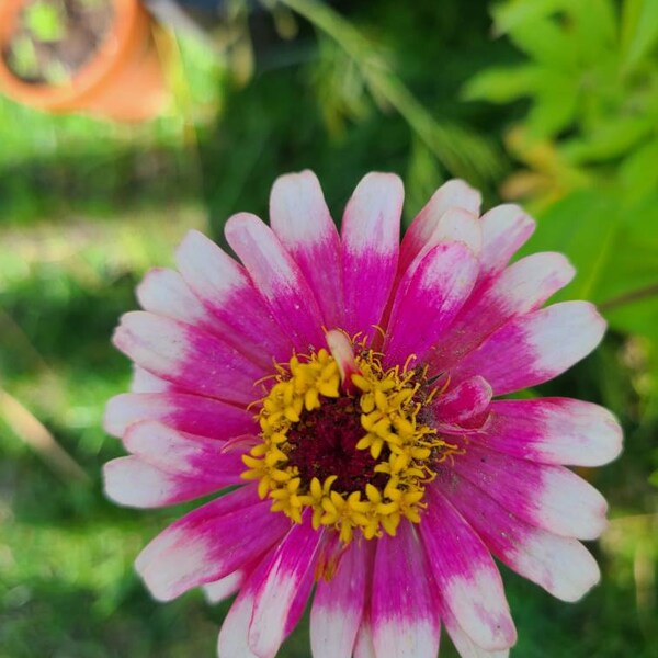 USA SELLER Clarkia Elegant Salmon Seeds 100 Seeds HEIRLOOM Onagraceae ...