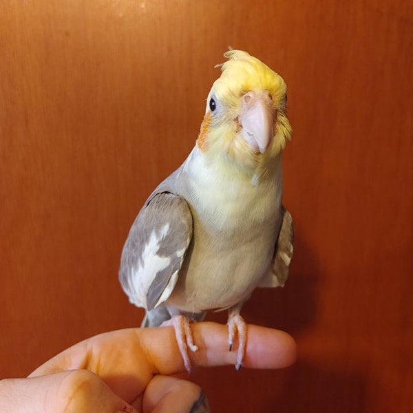 Cockatiel 1 :wool Parakeetstuffed Animals - Etsy