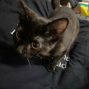 Pedro Pascal Bumper Sticker Gen Z You Can Scream My Name as - Etsy