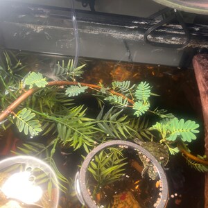 Sensitive Plant or Neptunia Aquatica Floating Aquatic Pond Plant pack ...