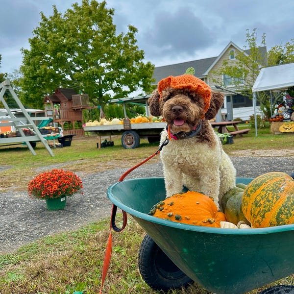 Santa Ruffle Dog Hat Crochet PATTERN - Etsy