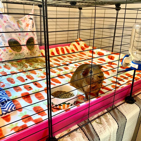 Guinea Pig Cage Liner | Fleece Cage Liner | Midwest Cage Liner | C&C ...