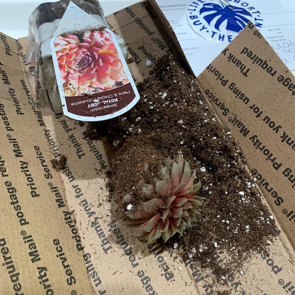 Royal Ruby Hen and Chicks - Sempervivum - Etsy