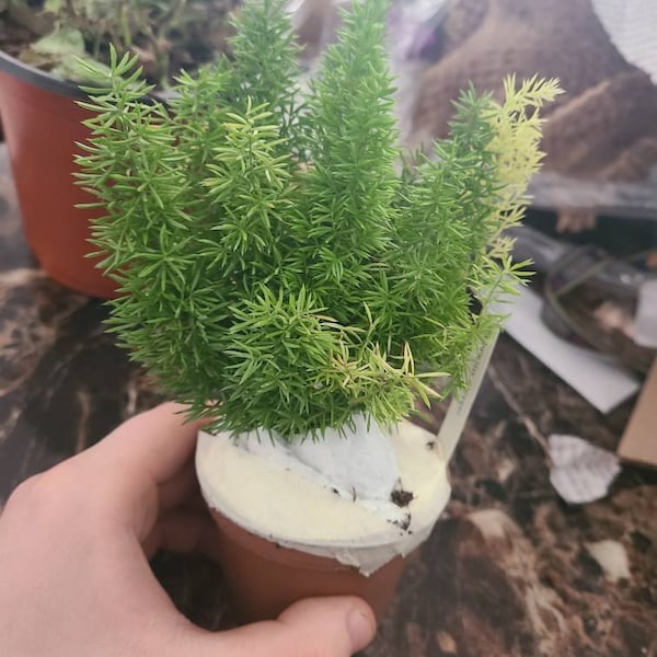 Foxtail Fern, Asparagus Meyeri, Great Fern for Sun! Established Plants ...