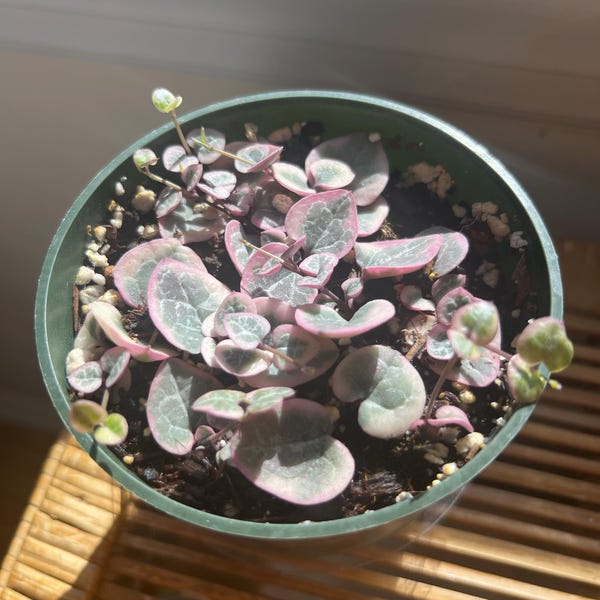 String of Little Pickles, Othonna Capensis ‘ruby Necklace’ in 2 Inches ...