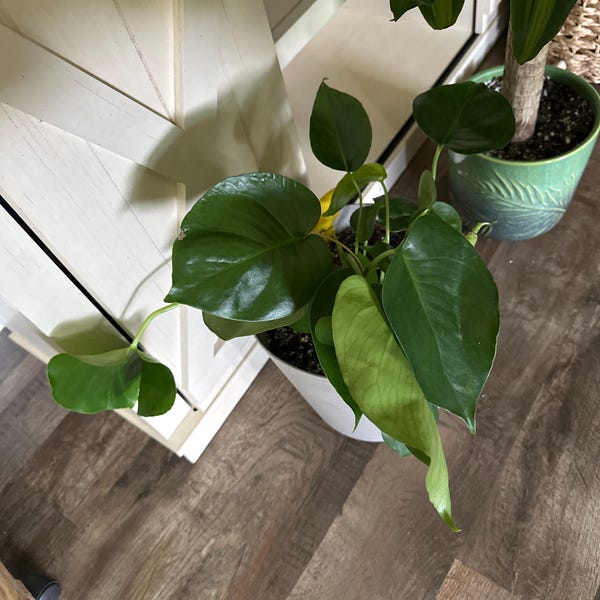 Monstera Deliciousa Live Indoor Plant, Easy Care Low Light Houseplant ...