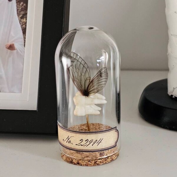 Specimen No 22914 the Tooth Fairy Mini Display Dentist Dental Oddity ...