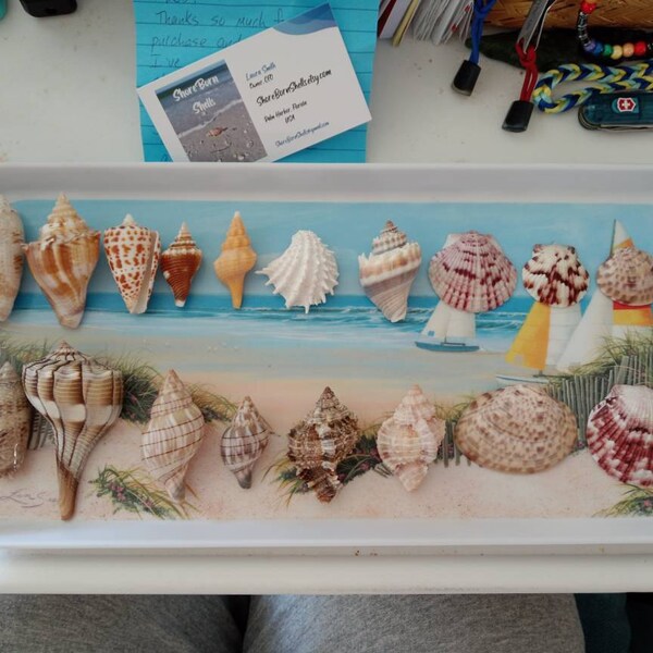 Alphabet Cone Shells Assorted. 4 Shells, Size 1.5"-2". Beautiful ...