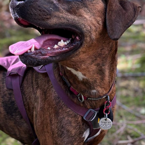 Space Themed Dog Tag, Dog Tags for Dogs, the Galactic Explorer ...