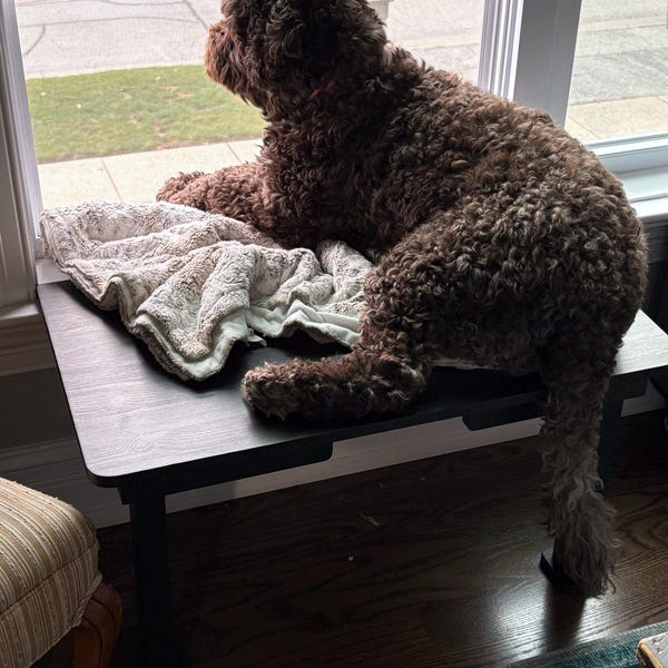 Window Perch for Large Dogs | Heavy Duty Dog Window Seat | Medium ...