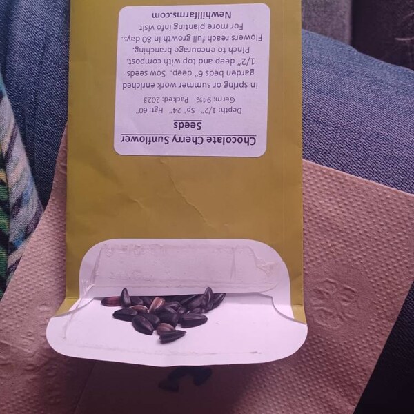 Dark Purple Rose Seeds - Perennial - Authentic Seeds - Flowers - Easy ...