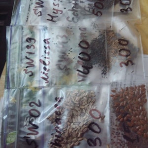 Melilotus Seeds, 500000 Melilotus Officinalis Seeds,mix-white & Yellow ...