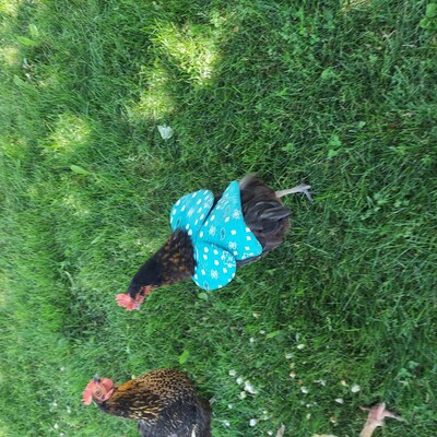 Chicken Saddle Wing Protector Hen Apron Bantam - Etsy