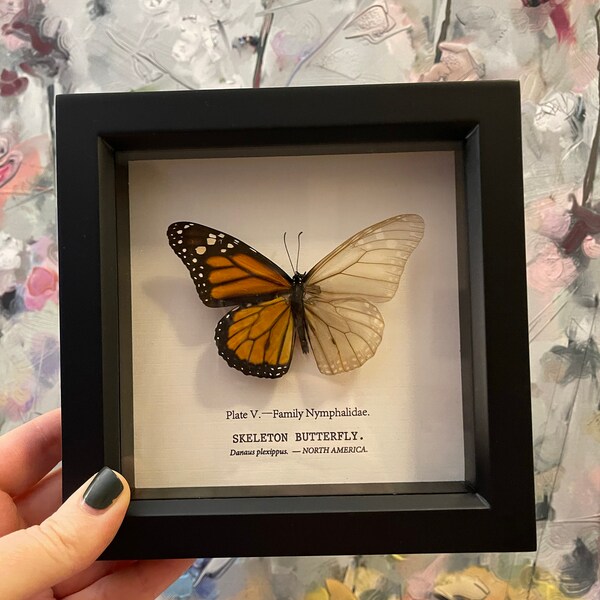 Real Monarch Butterfly Skeleton Science Oddity Curiosity - Etsy