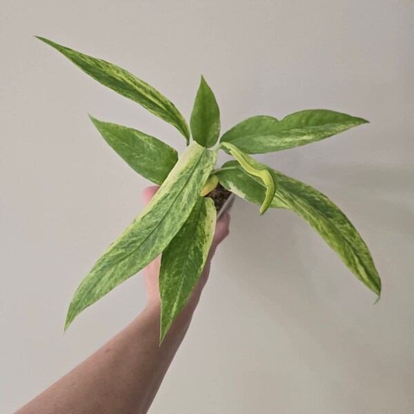 Scindapsus Jade Satin Mint Variegated Plant - Growers Choice - Etsy