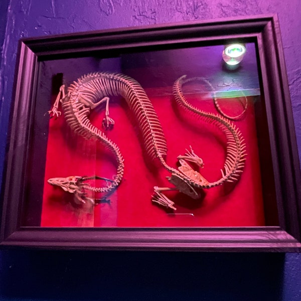 Eastern Dragon Skeleton, Curiosity Cabinet - Etsy