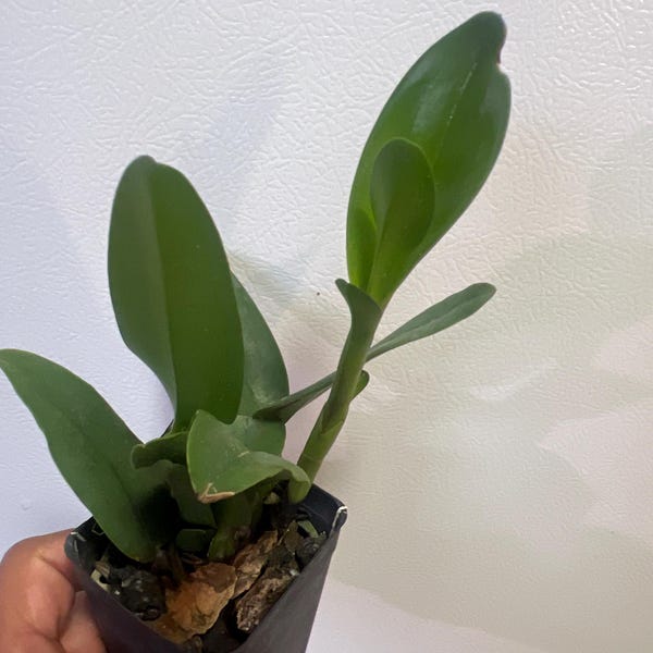 Orchid Plant LIVE Dendrobium Alice Iwanaga | Rare BLOOMING SIZE Indoor ...