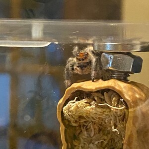 Walnut Hide Jumping Spider Hide - Etsy