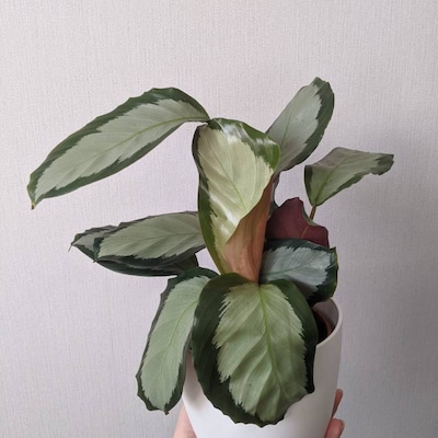 Stunning 30-40cm Calathea Picturata 'argentea' Potted Silver Variegated ...