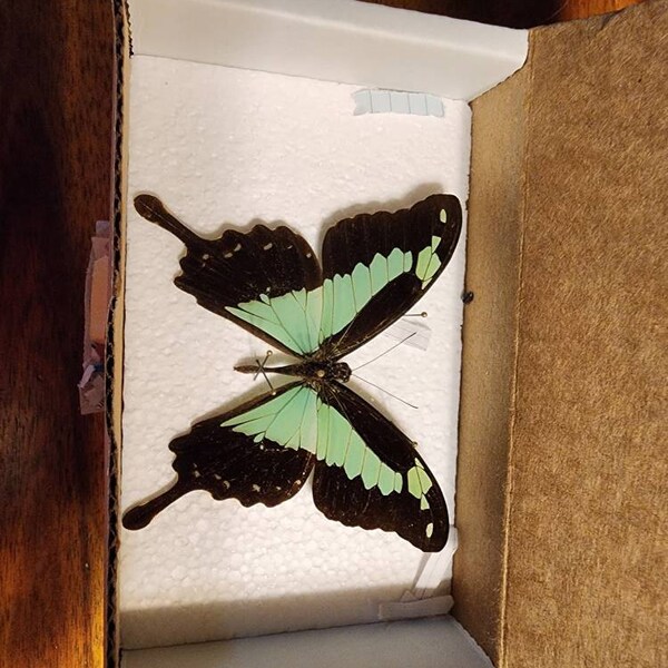 Papilio Phorcas ONE Real Butterfly Blue Green Swallowtail Swordtail ...