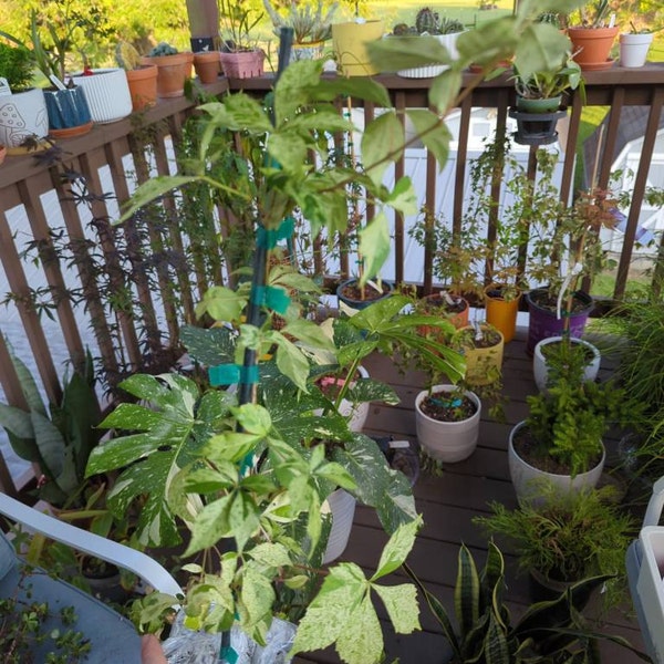 Viburnum Burkwoodii 'mohawk' Burkwood Viburnum Live Plant 4 Pot Size - Etsy