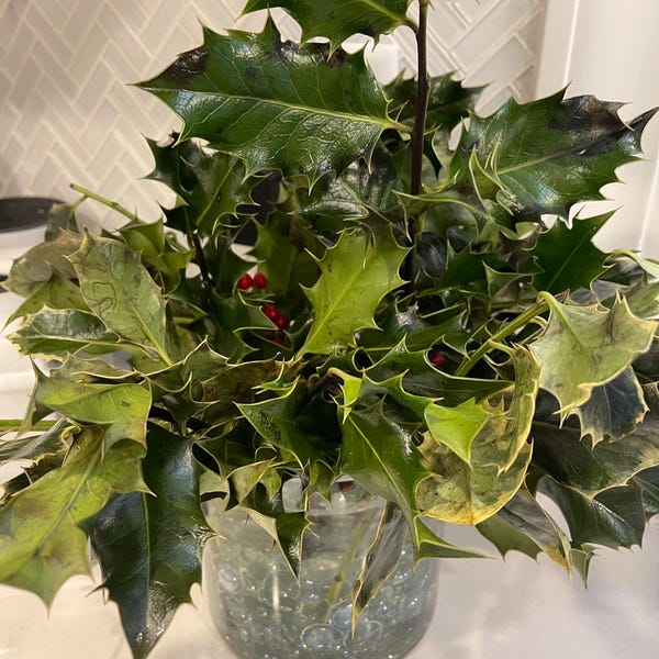 Fresh Evergreen & Holly Swag - Etsy