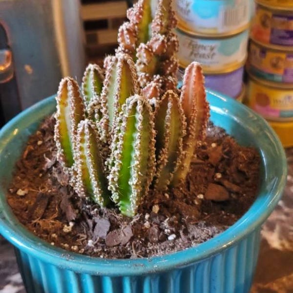 Fairy Castle Cactus | Fairytale Castle Live Indoor Succulent Plant ...